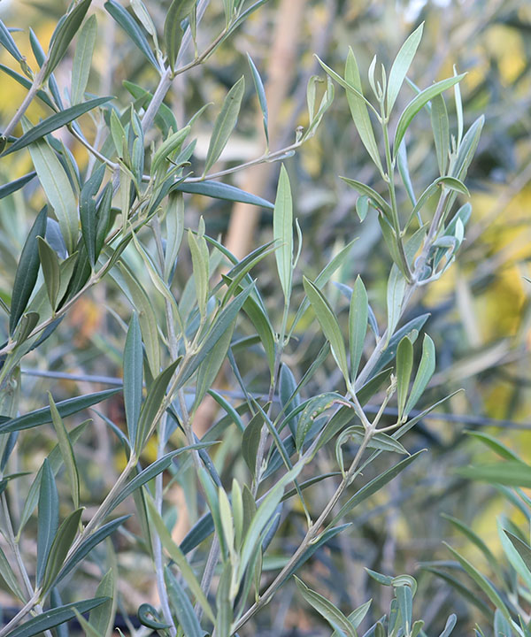 Olive - El Greco - Trees of Waipa