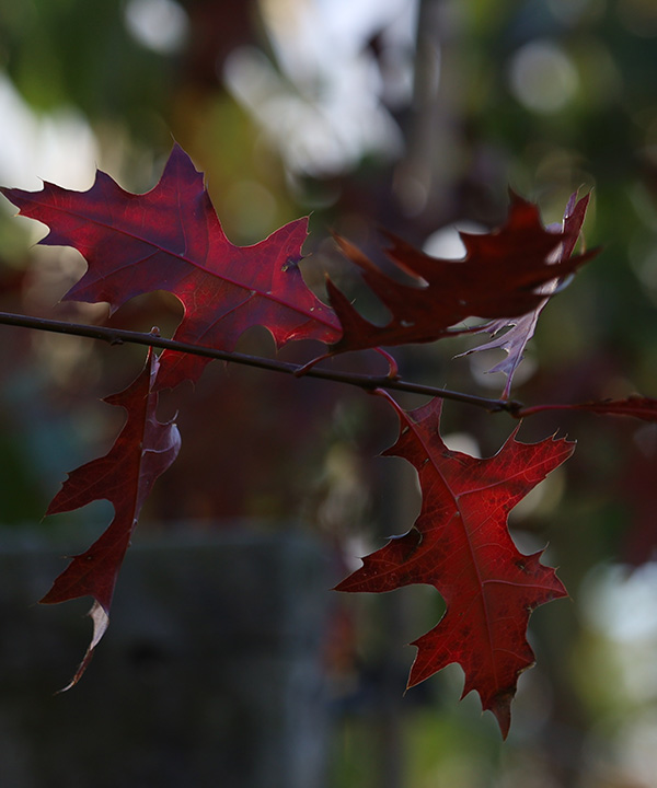 Quercus Coccinea - Trees of Waipa
