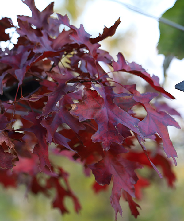 Quercus Coccinea - Trees of Waipa